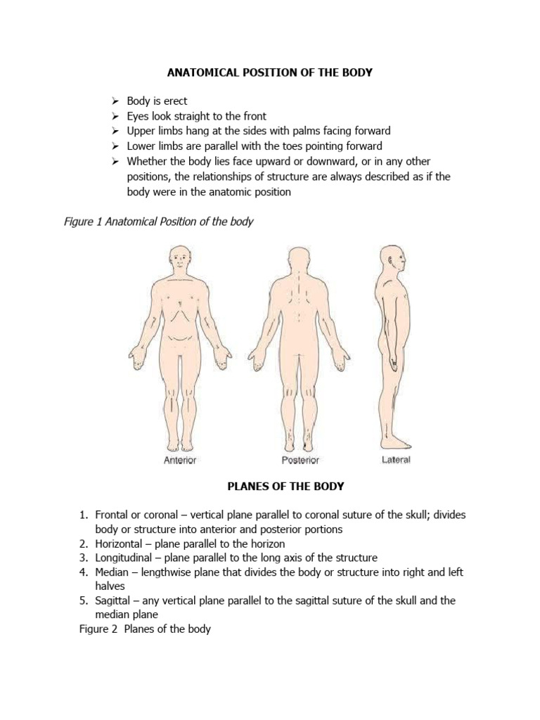 Anatomical Position of The Body | PDF | Anatomical Terms Of Location | Abdomen