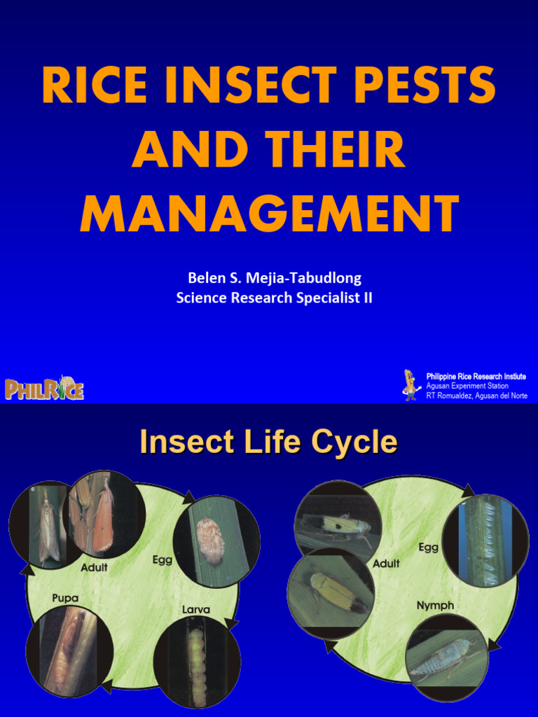 Major Rice Insect Pests in the Philippines | PDF | Biological Pest ...