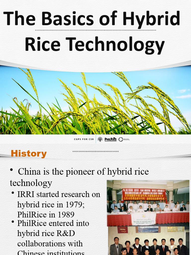 Basics of Hybrid Rice | PDF | Hybrid (Biology) | Reproduction