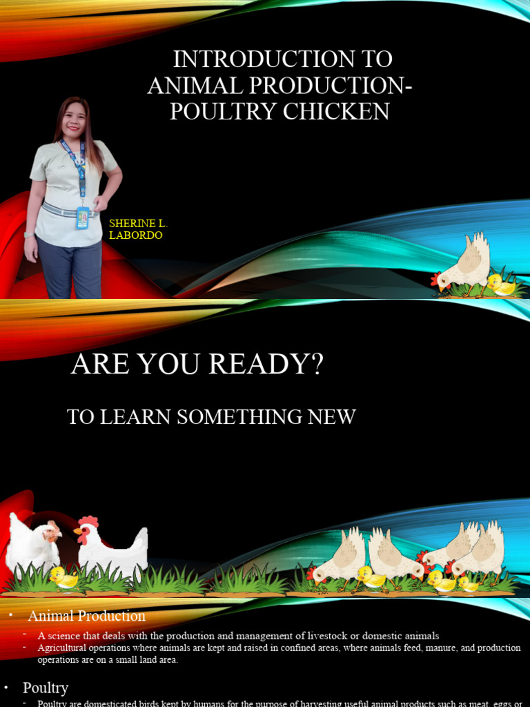 Introduction To Animal Production - Poultry Chicken | PDF | Chicken ...