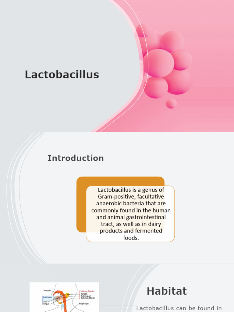 01 Lactobacillus | PDF | Lactobacillus | Fermentation