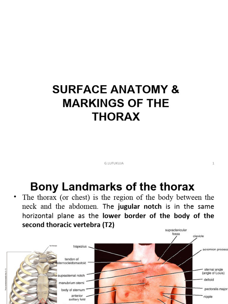 Surface Anatomy of the Thorax | PDF | Thorax | Vertebra