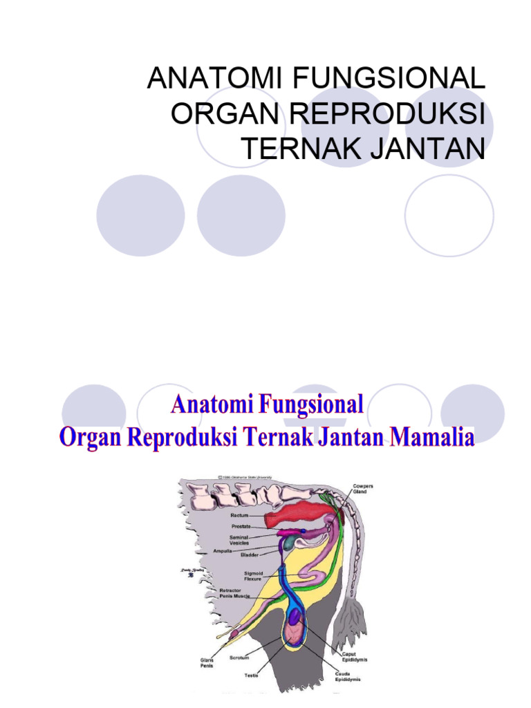 Anatomi Fungsional Organ Reproduksi Ternak Jantan | PDF