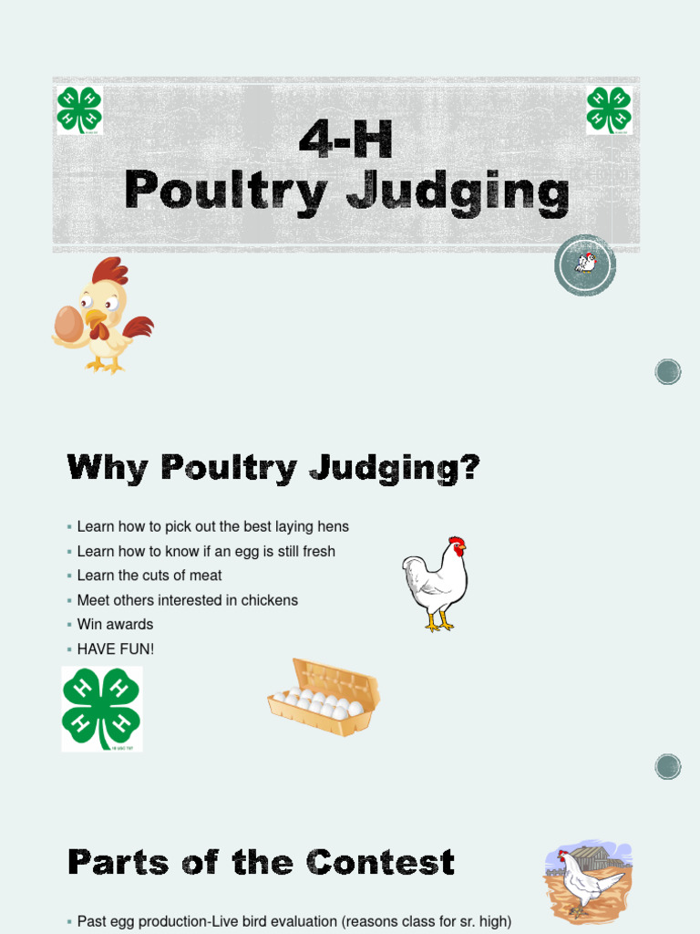4 H Poultry Judging Past Production Hens | PDF | Chicken | Poultry Farming