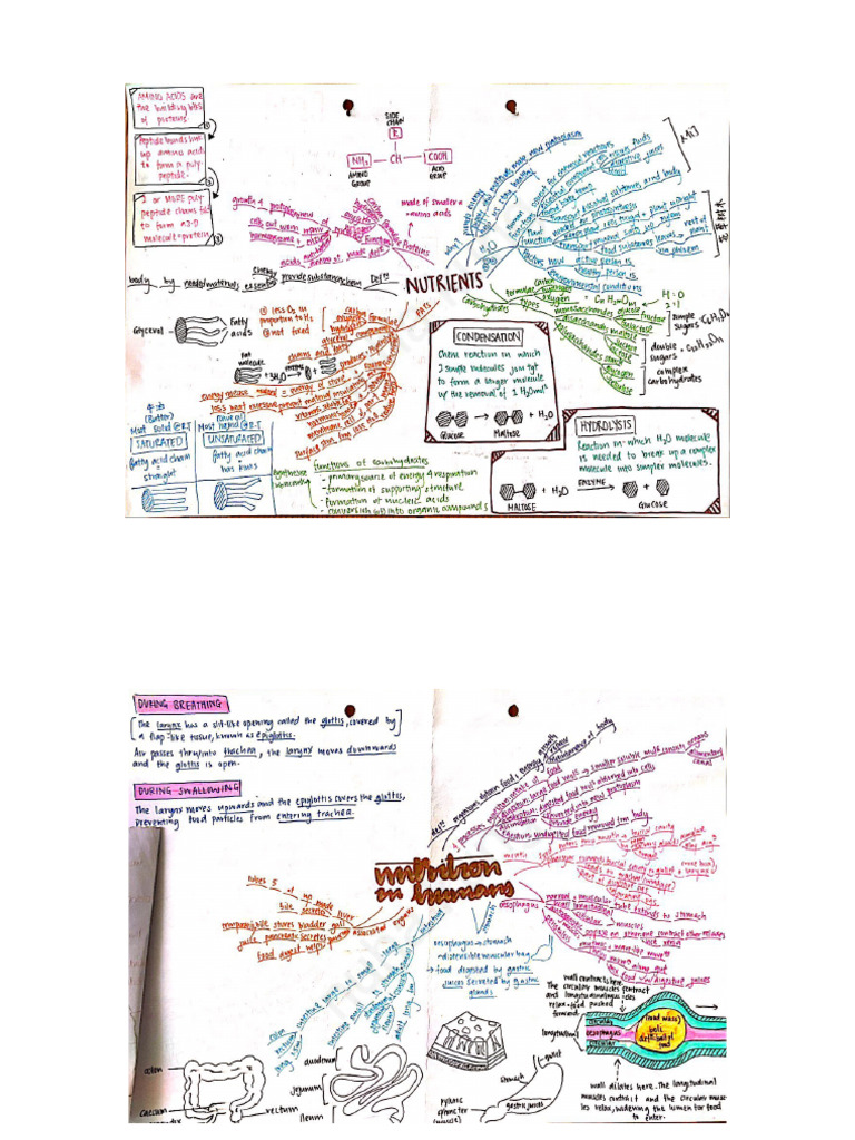Biology Mind Maps. | PDF