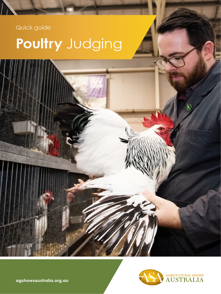 Poultry Judging: A Quick Start Guide | PDF | Poultry | Chicken