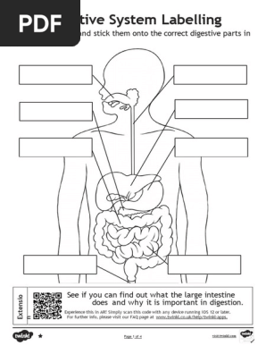 Digestive Worksheet Free Digestive System Worksheets The Homeschool