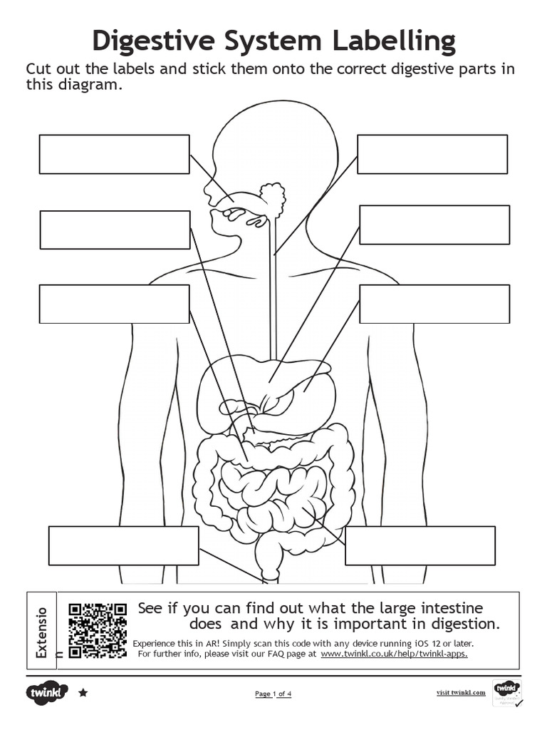 T2 S 448 Digestive System Labelling Worksheet Ver 3 | PDF | Wellness