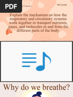 Lung Model With Two Lungs and Diaphragm Lab | PDF