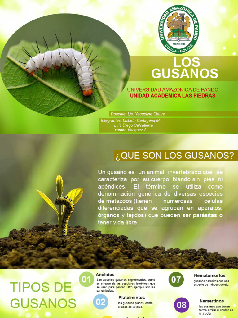 Los Gusanos | PDF | Larva | Protostomas