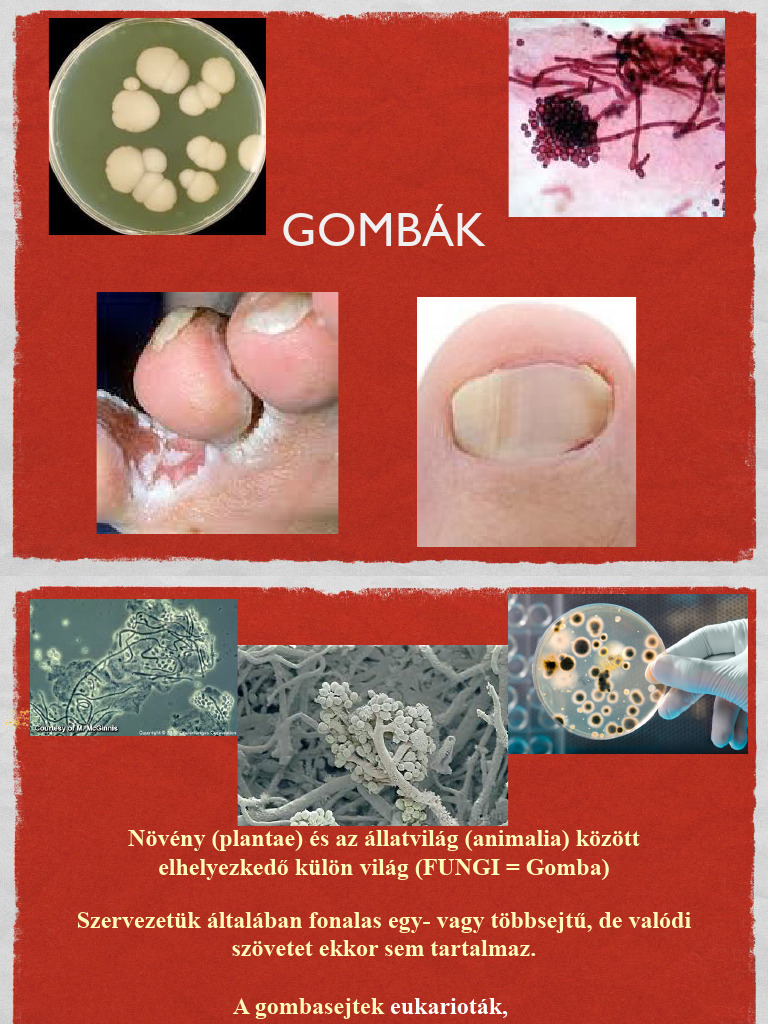 Gombák | PDF