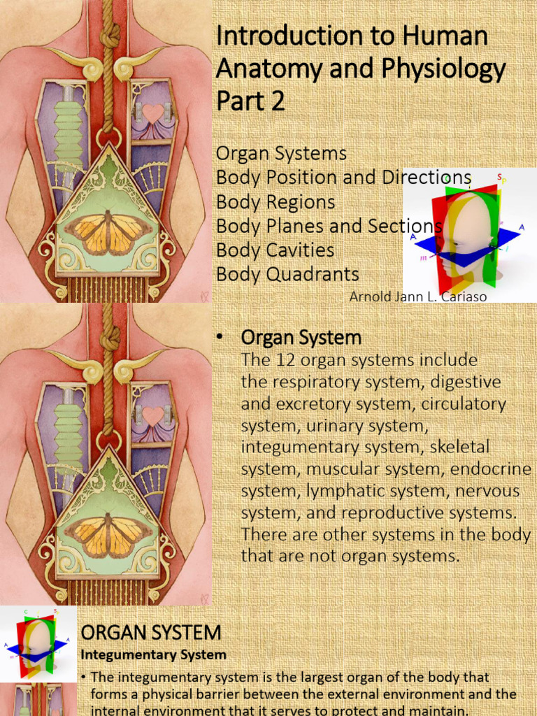 Anatomy and Physiology: Organ Systems | PDF | Anatomical Terms Of ...