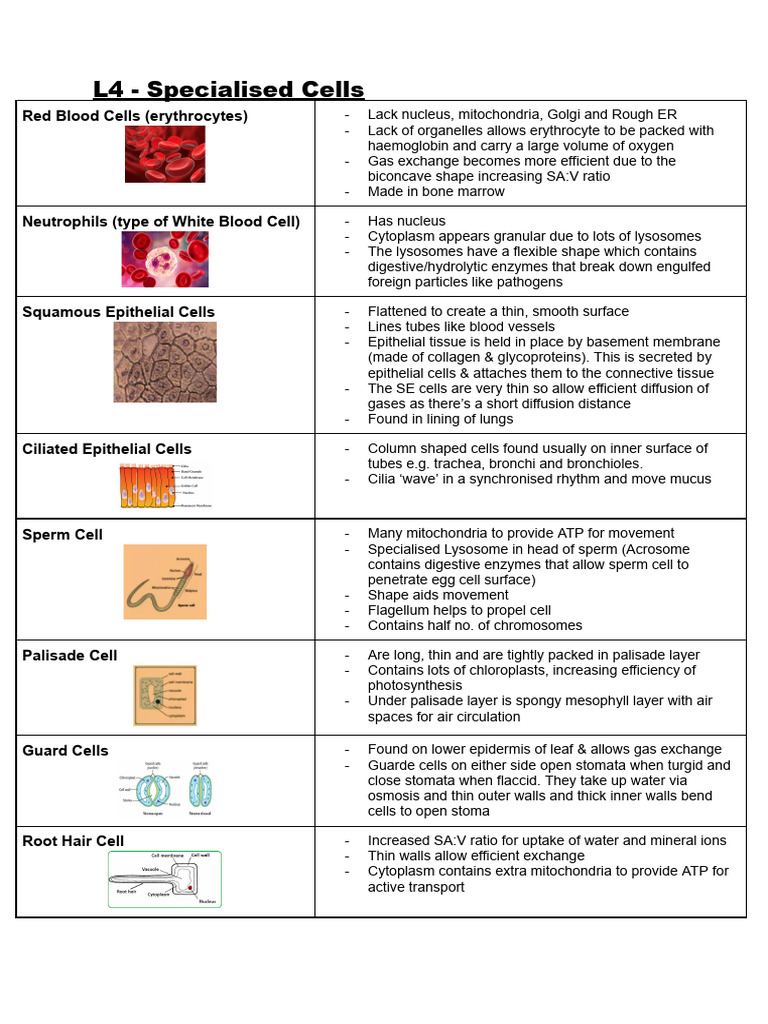 Specialised Cell Functions Explained | PDF | Cell (Biology) | Tissue ...