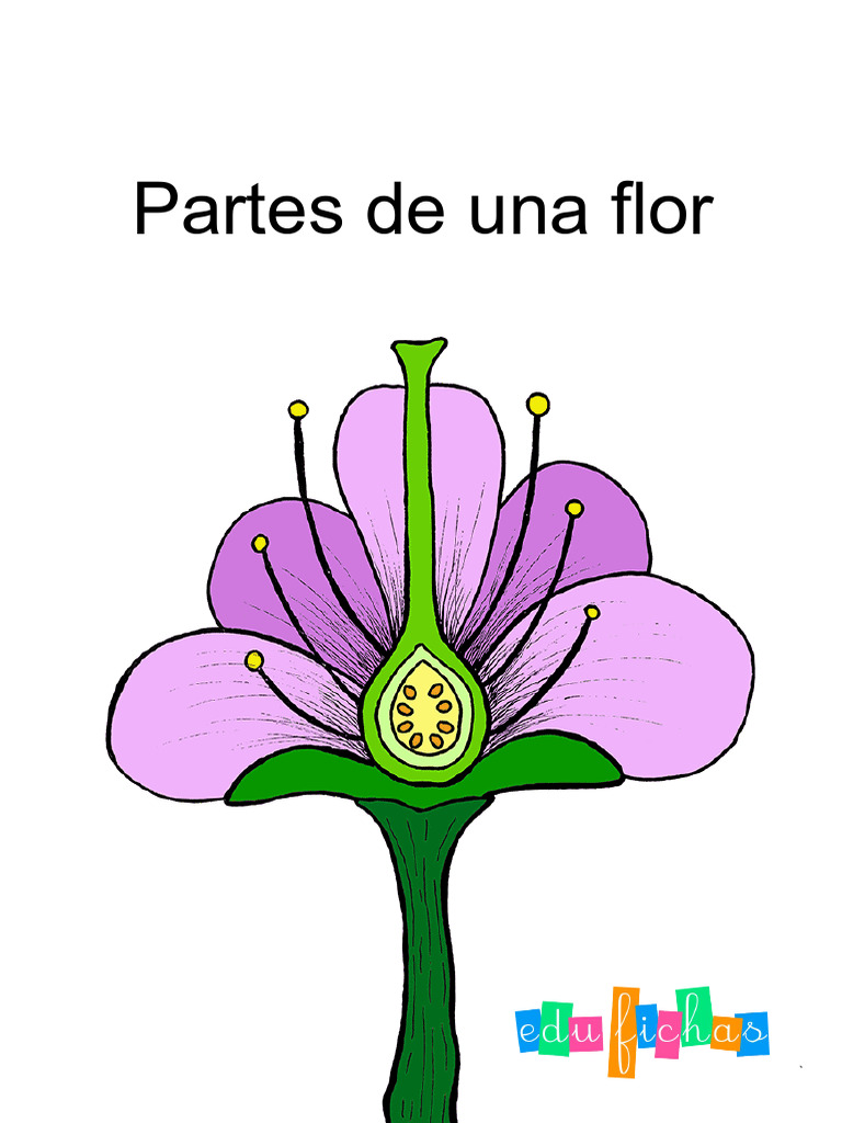 Partes de Una Flor | PDF | Hogar, jardinería y bricolaje | Salud y ...
