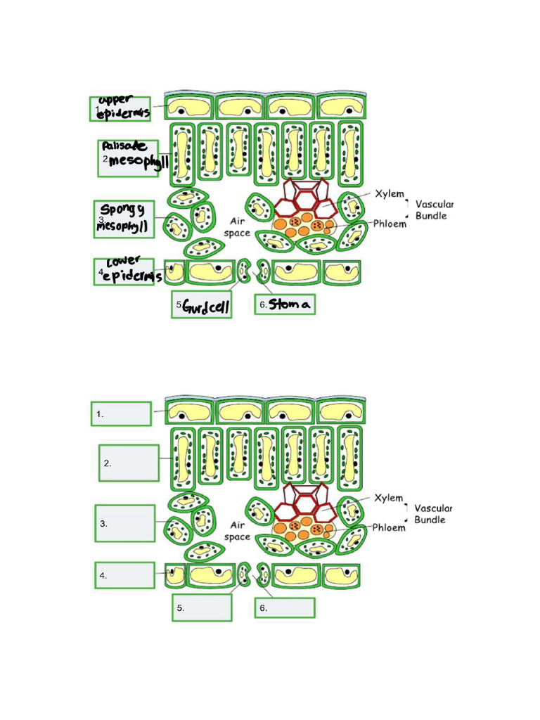 9B1.2 Leaf Structure Worksheet | PDF