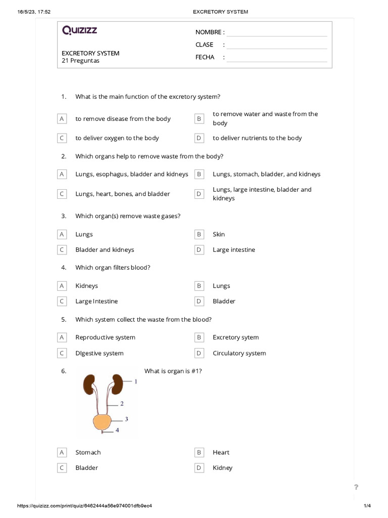Excretory System | PDF | Anatomy | Morphology (Biology)