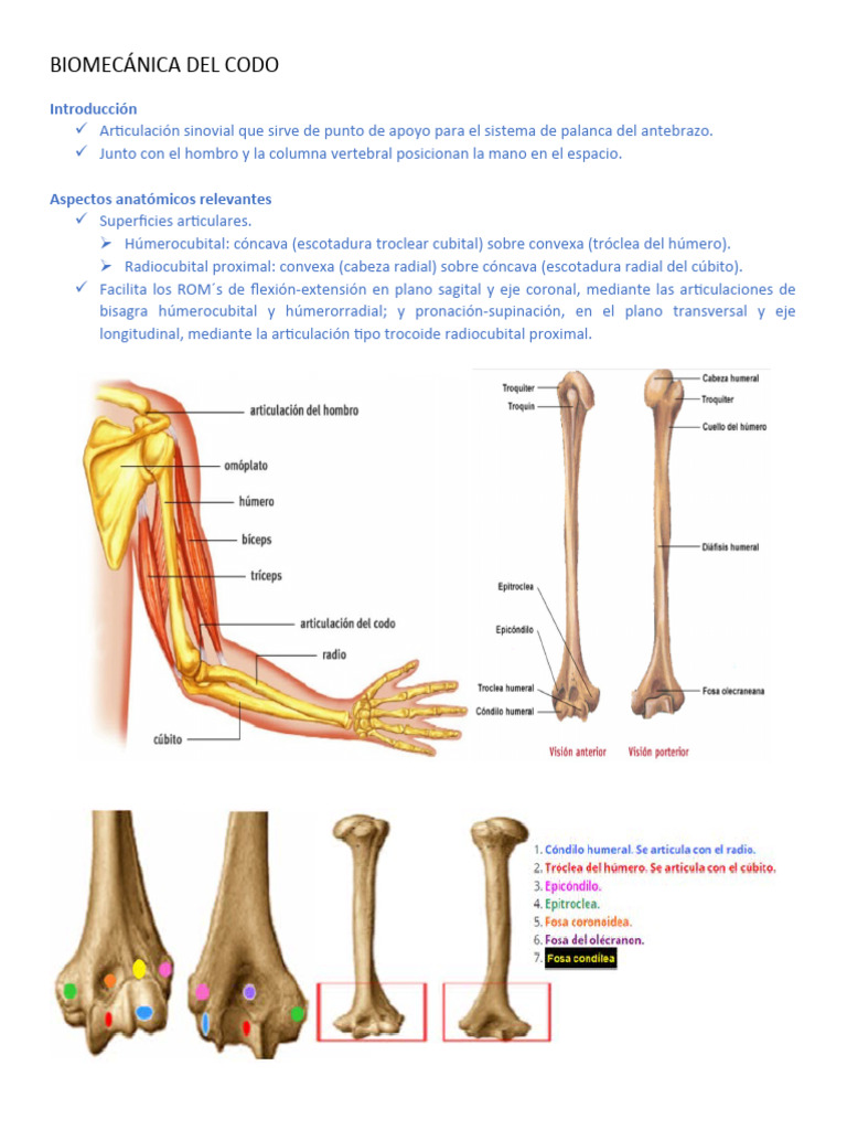 Biomecánica del Codo: Funciones y Estabilidad | PDF | Codo | Articulación