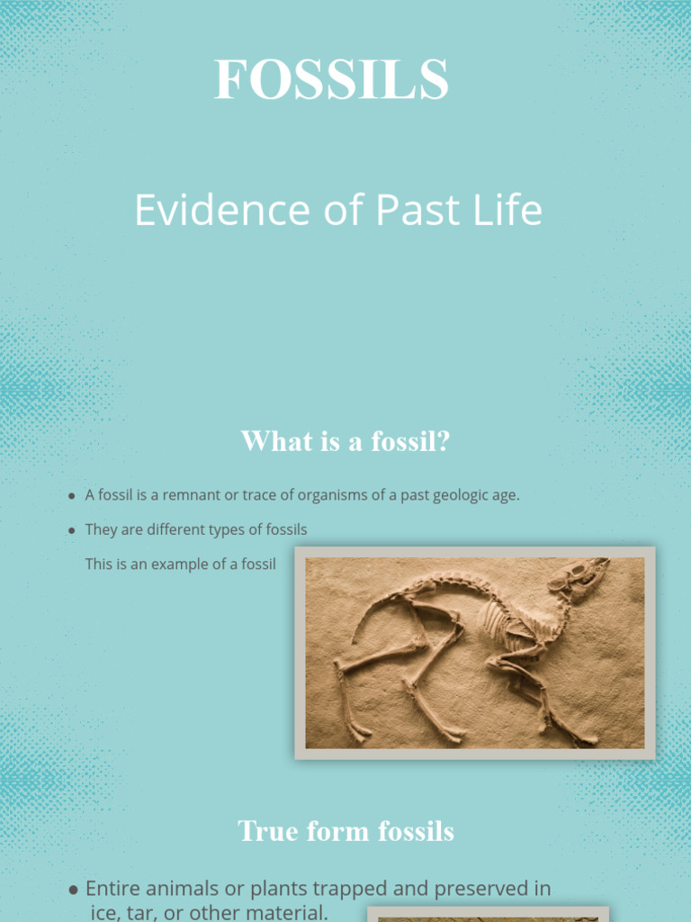 FOSSILS Evidence of Past Life | PDF