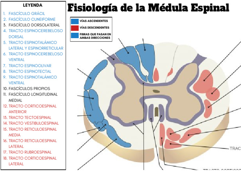 Medula Espinal Corte Transversal | PDF