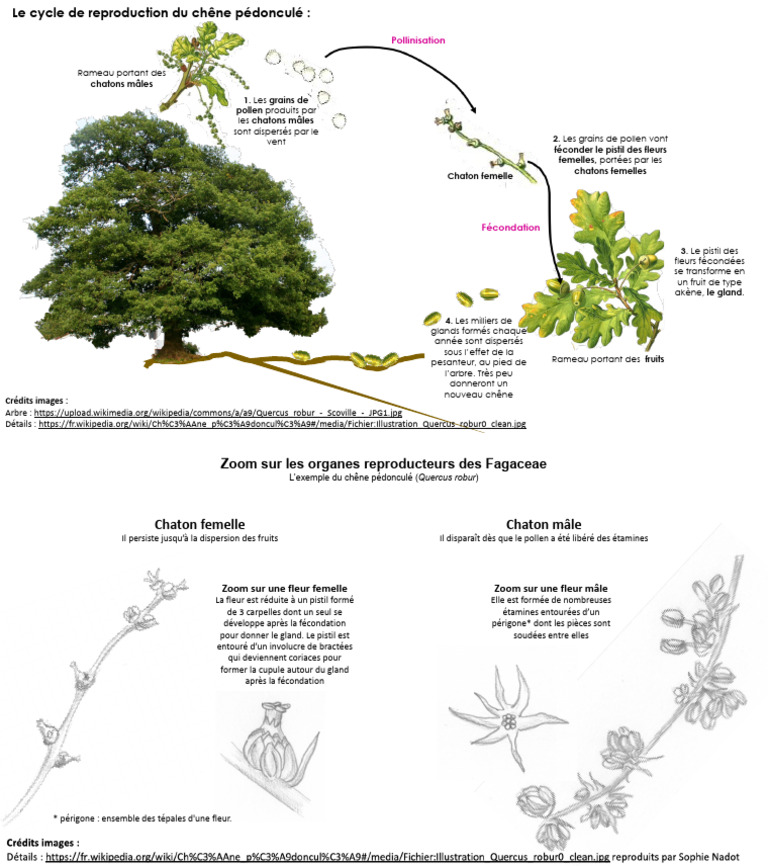Cycle de vie et reproduction du chêne | PDF | Fleurs | Gland (fruit)