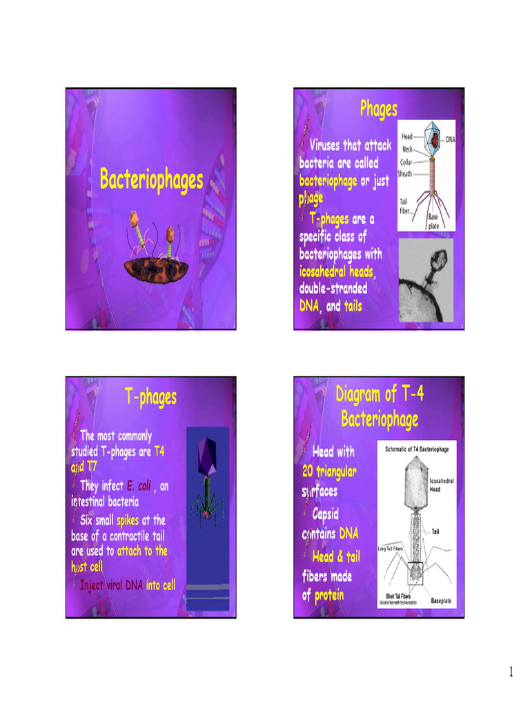 Viruses, Viroids, and Prions | PDF | Bacteriophage | Virus