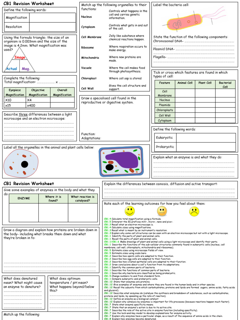 CB1 Revision Worksheet | PDF | Cell (Biology) | Enzyme