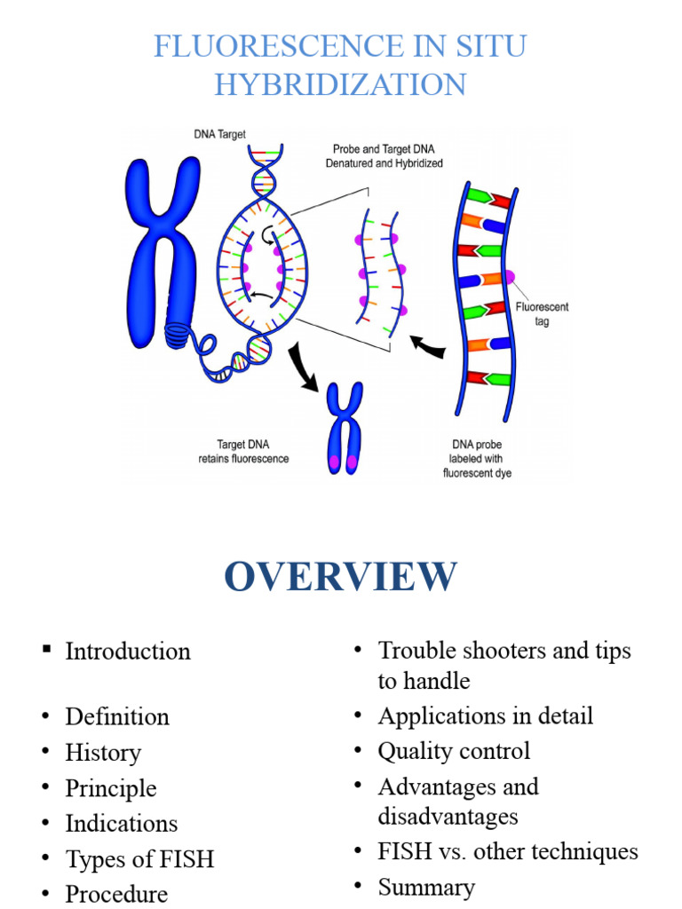 FISH Techniques for Cytogeneticists | PDF | Fluorescence In Situ ...