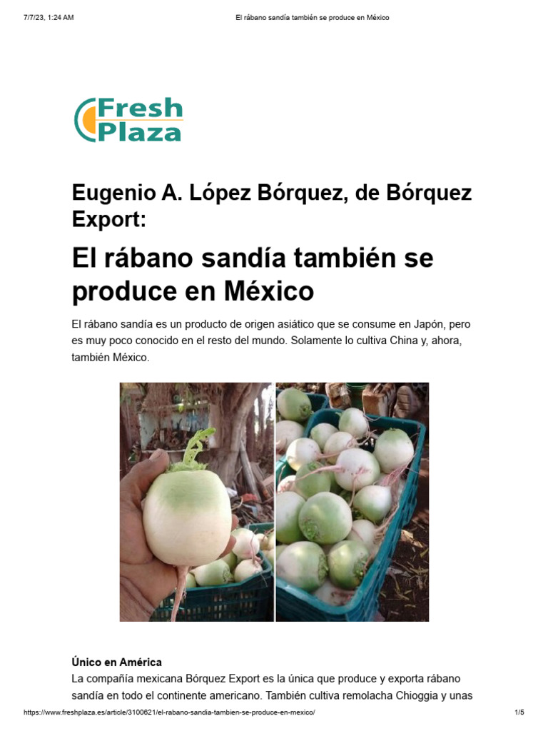 El Rábano Sandía También Se Produce en México | PDF | México | Japón