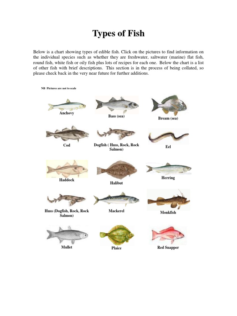 Types of Fish | PDF | Fish | Edible Fish