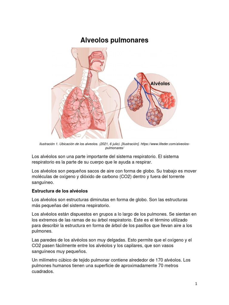 Alveolos Pulmonares | PDF | Pulmón | Sistema respiratorio
