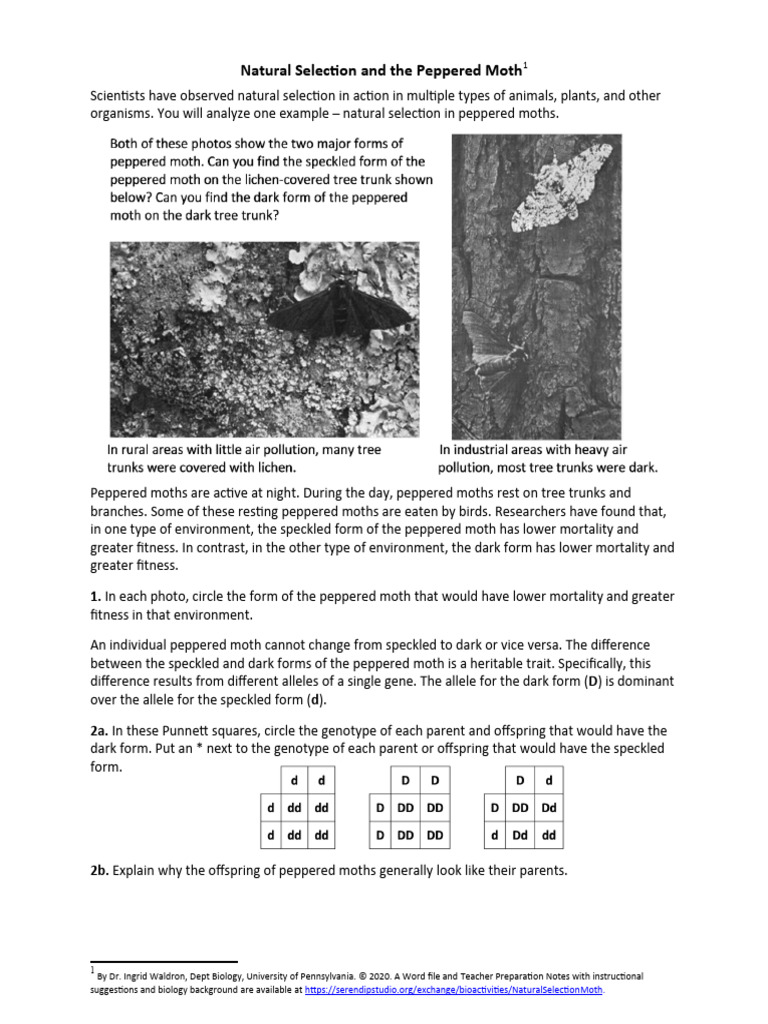 Natural Selection in Peppered Moths | PDF | Natural Selection | Genotype