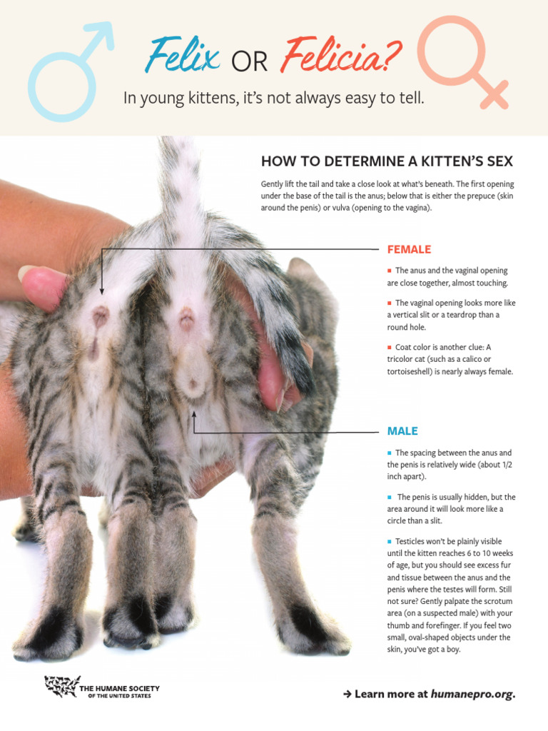 Hpo Factsheet Sexingkittens Pdf Sex Pelvis