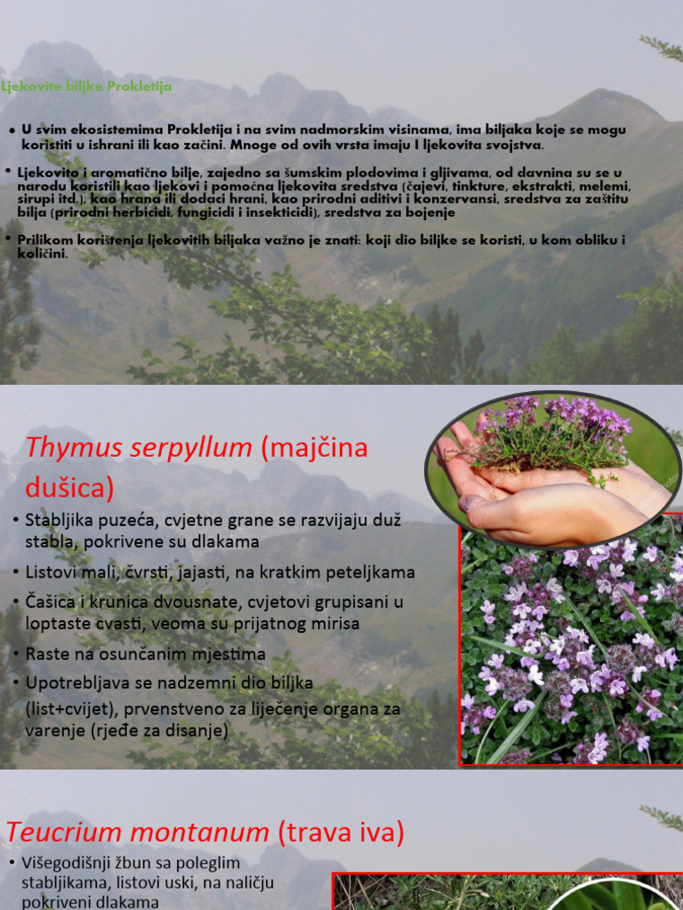 Ljekovite Biljke Prokletija | PDF