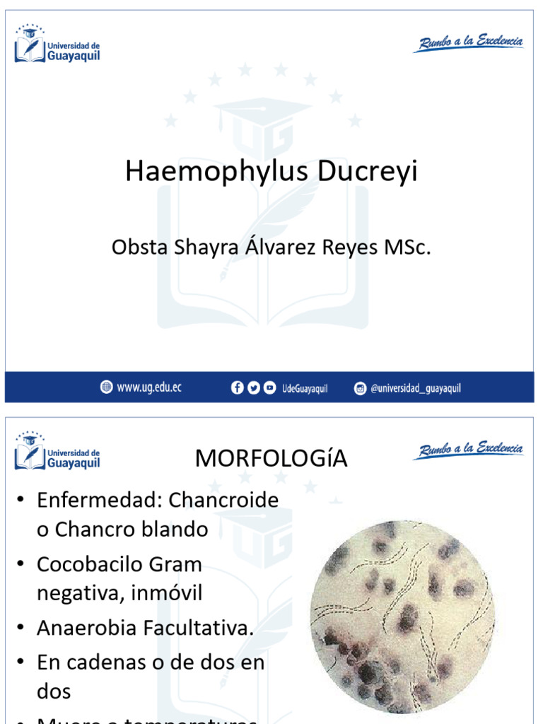 Chancroide y Clamidya Trachomatis | PDF | Inmunología | Medicina