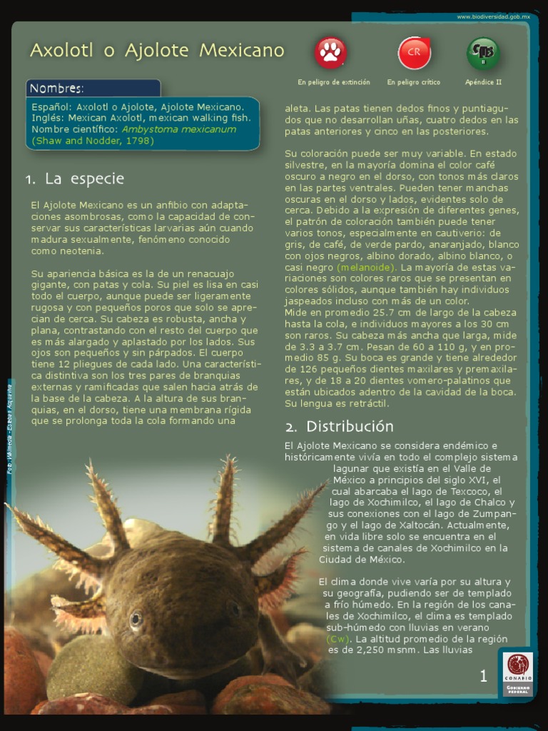 Axolotl o Ajolote Mexicano | PDF | Conservación | Naturaleza