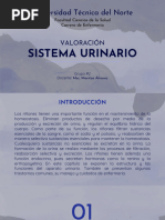 El Aparato Urinario para Quinto de Primaria | PDF | Sistema urinario | Riñón
