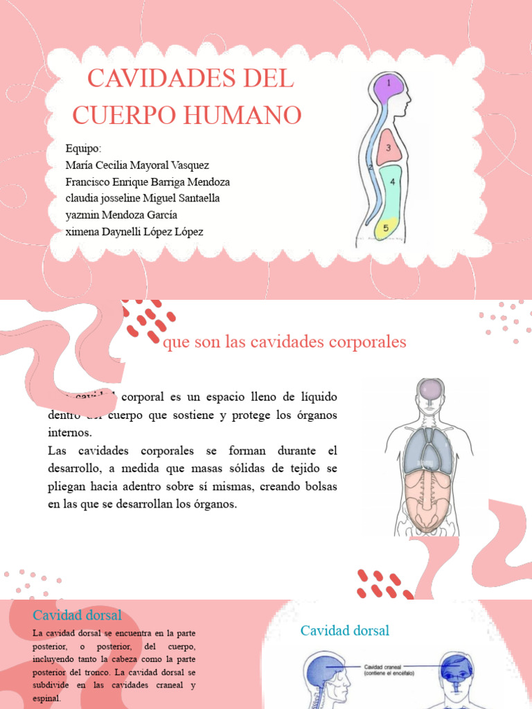 Cavidades Del Cuerpo Humano | PDF | Pelvis | Cráneo