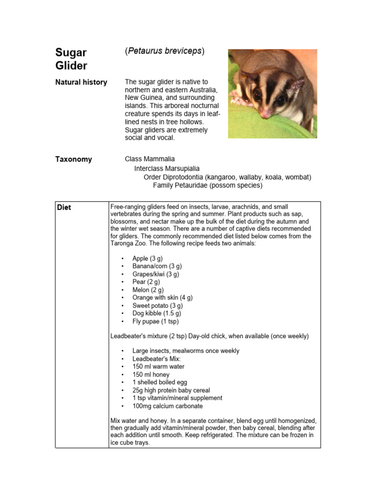 The Sugar Glider | PDF