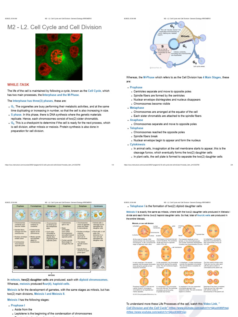 M2 - L2. Cell Cycle and Cell Division_ | PDF | Meiosis | Mitosis