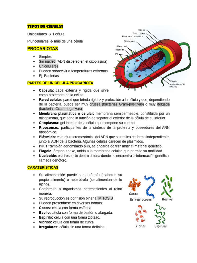 Tipos de Células | PDF