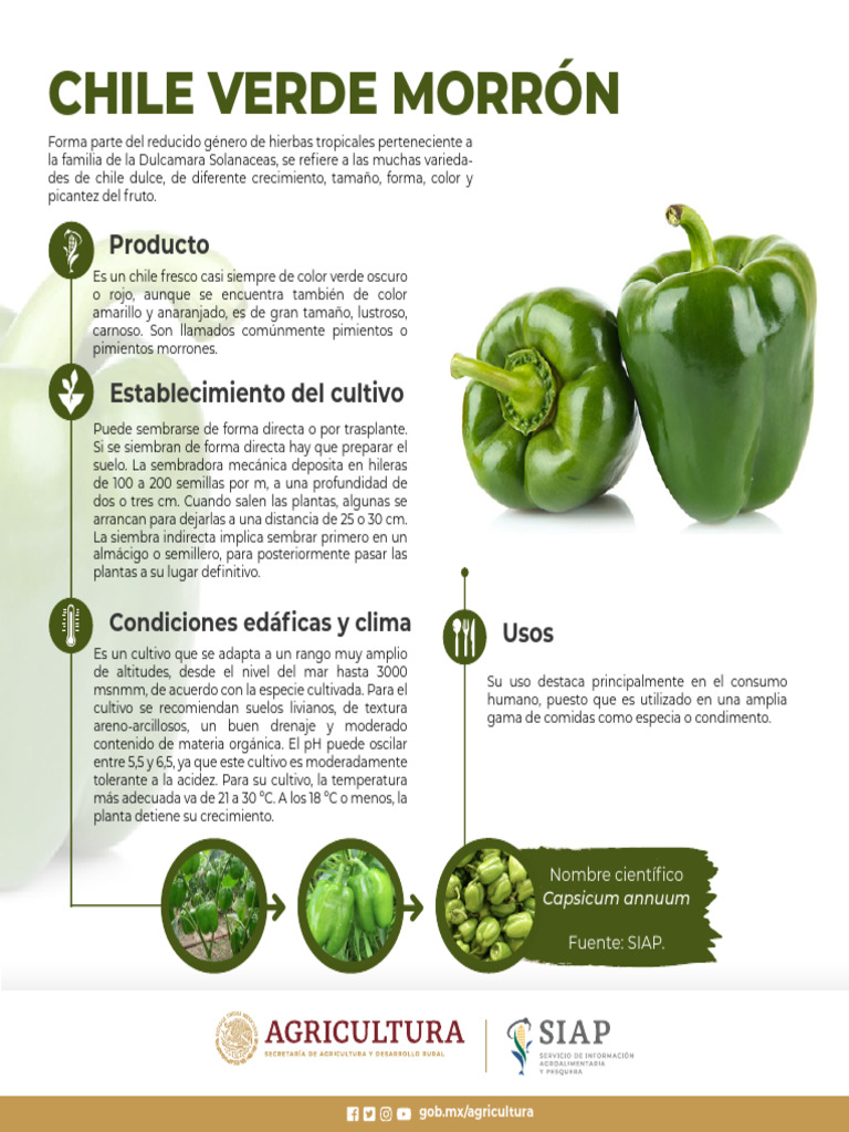 Chile Verde Morron Web | PDF