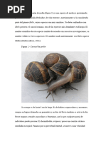 FARINGE y LARINGE - Anatomía II, Veterinaria | PDF | Laringe ...