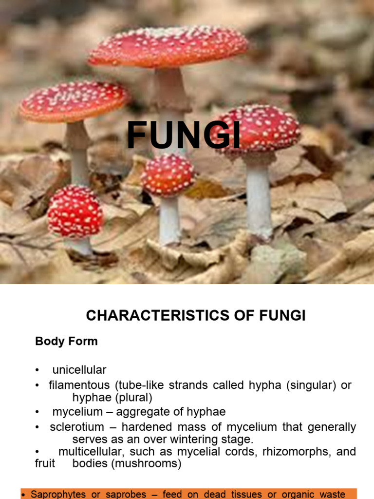 FUNGI | PDF | Fungus | Organisms