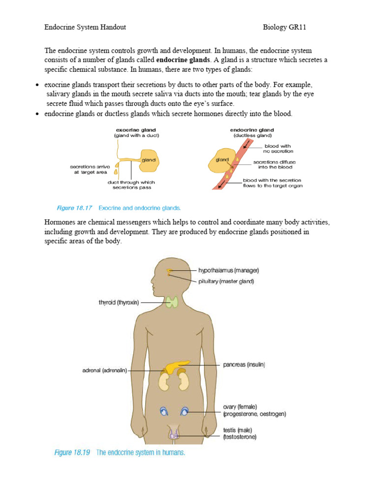 Endocrine System Handout | PDF | Endocrine System | Menstrual Cycle
