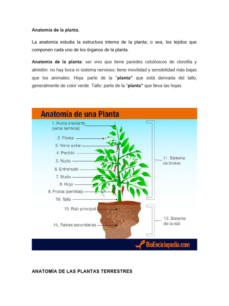 Anatomía de La Planta | PDF | Plantas | Tallo de la planta