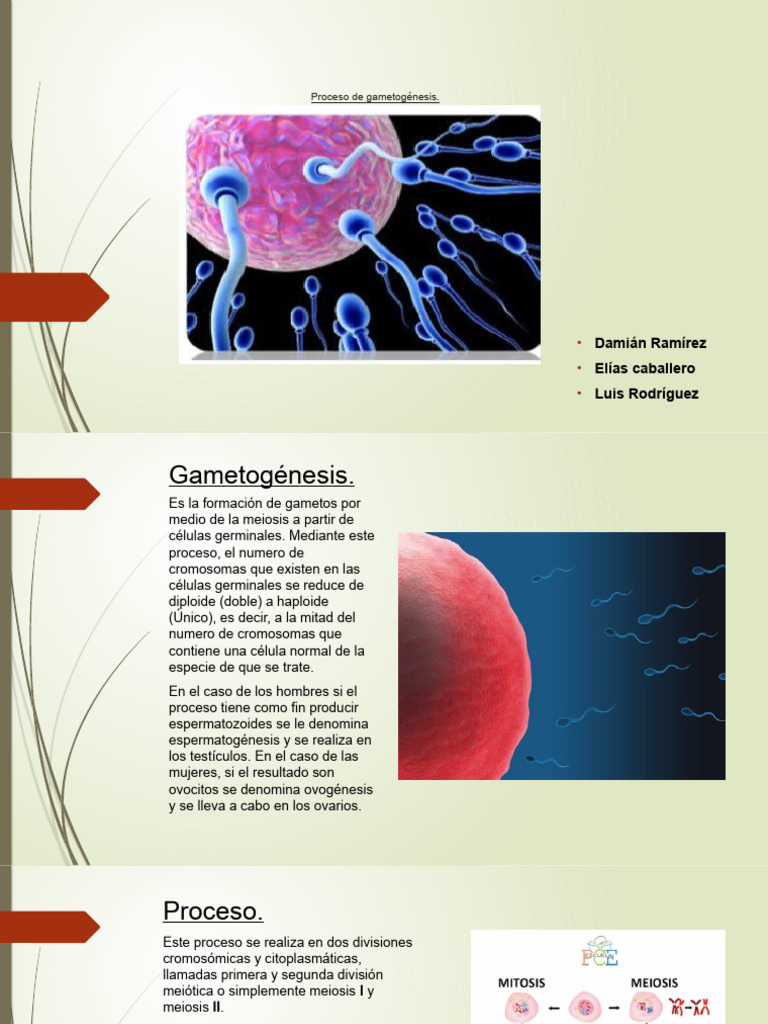 Gameto Genesis | PDF | Mitosis | Biología del desarrollo