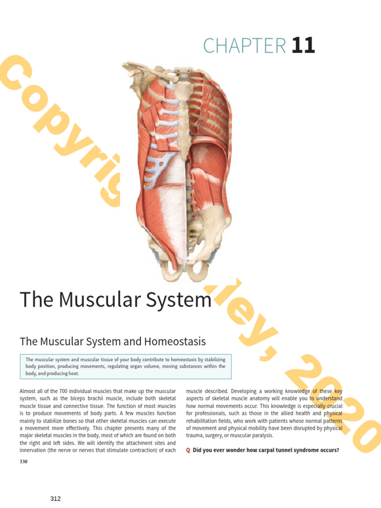 Understanding Skeletal Muscle Anatomy | PDF | Lever | Skeletal Muscle