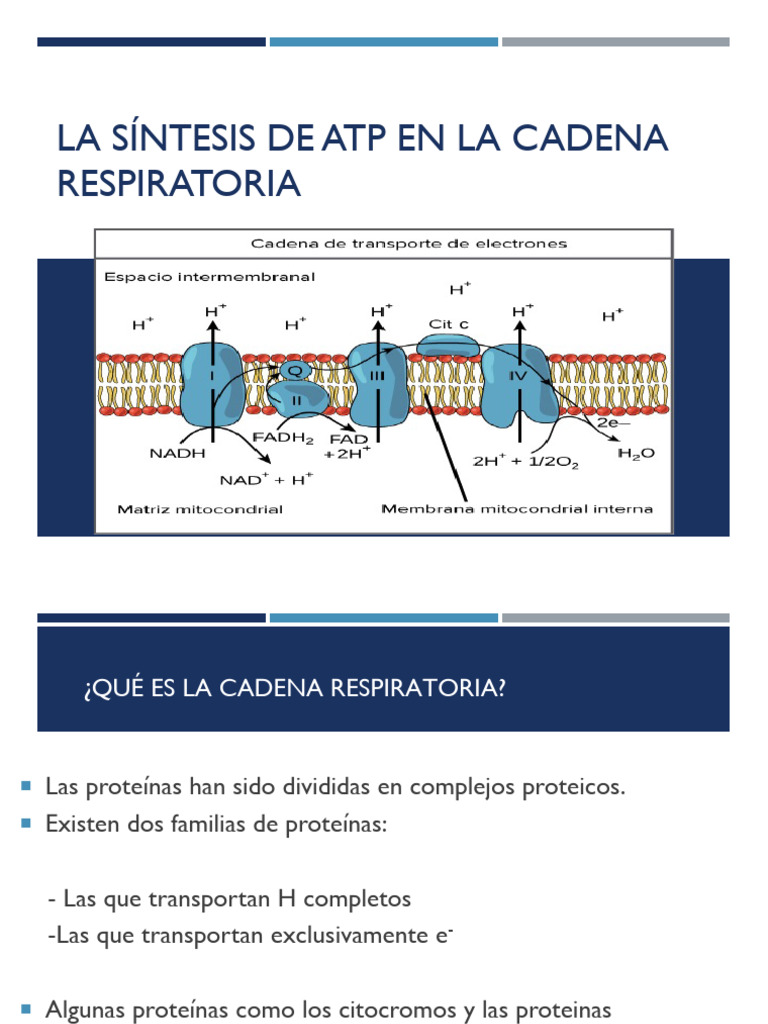 Cadena Respiratoria y Síntesis de ATP | PDF | Cadena de transporte de ...