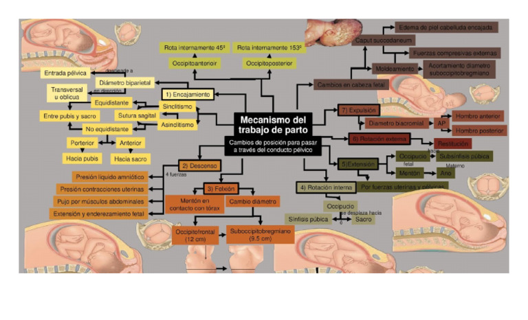 Mapa Conceptual Mecanismos de Trabajo de Parto Er | PDF