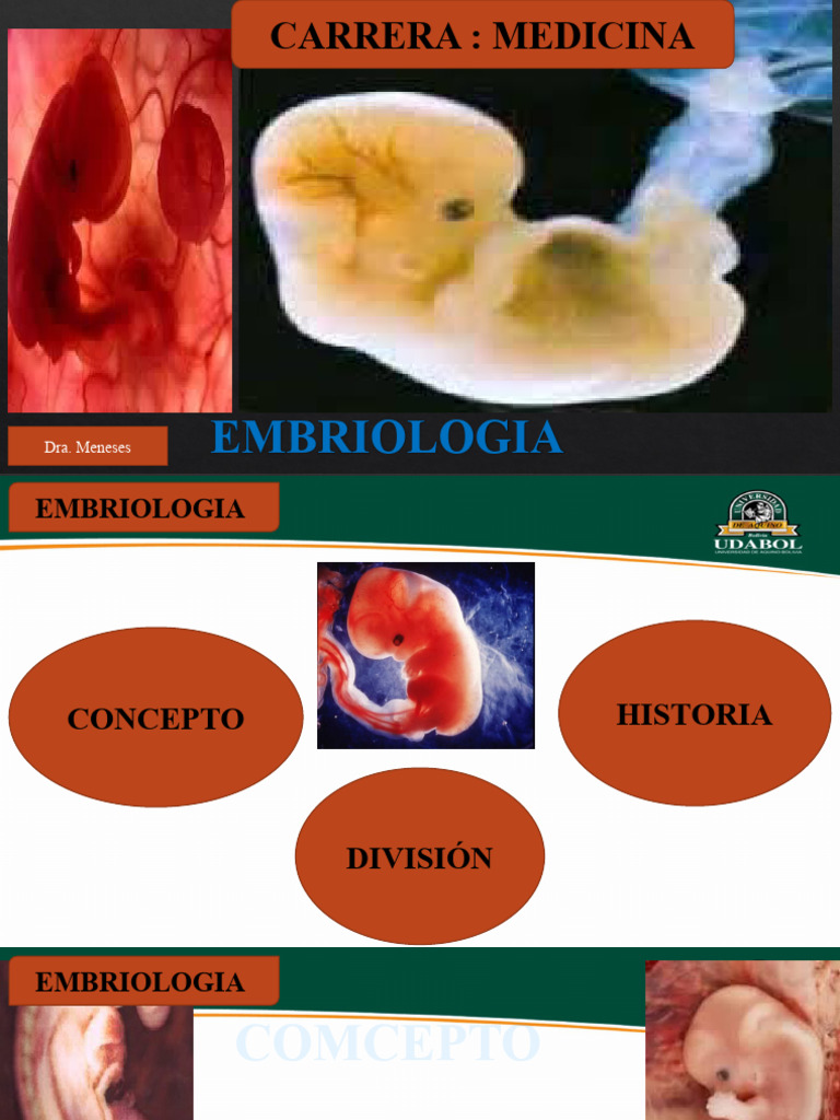 Embriologia 1 Primer Tema | PDF | Útero | Rna